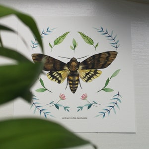 Moth Species Print, Watercolour Deaths-head Hawk-moth, Entomology ...
