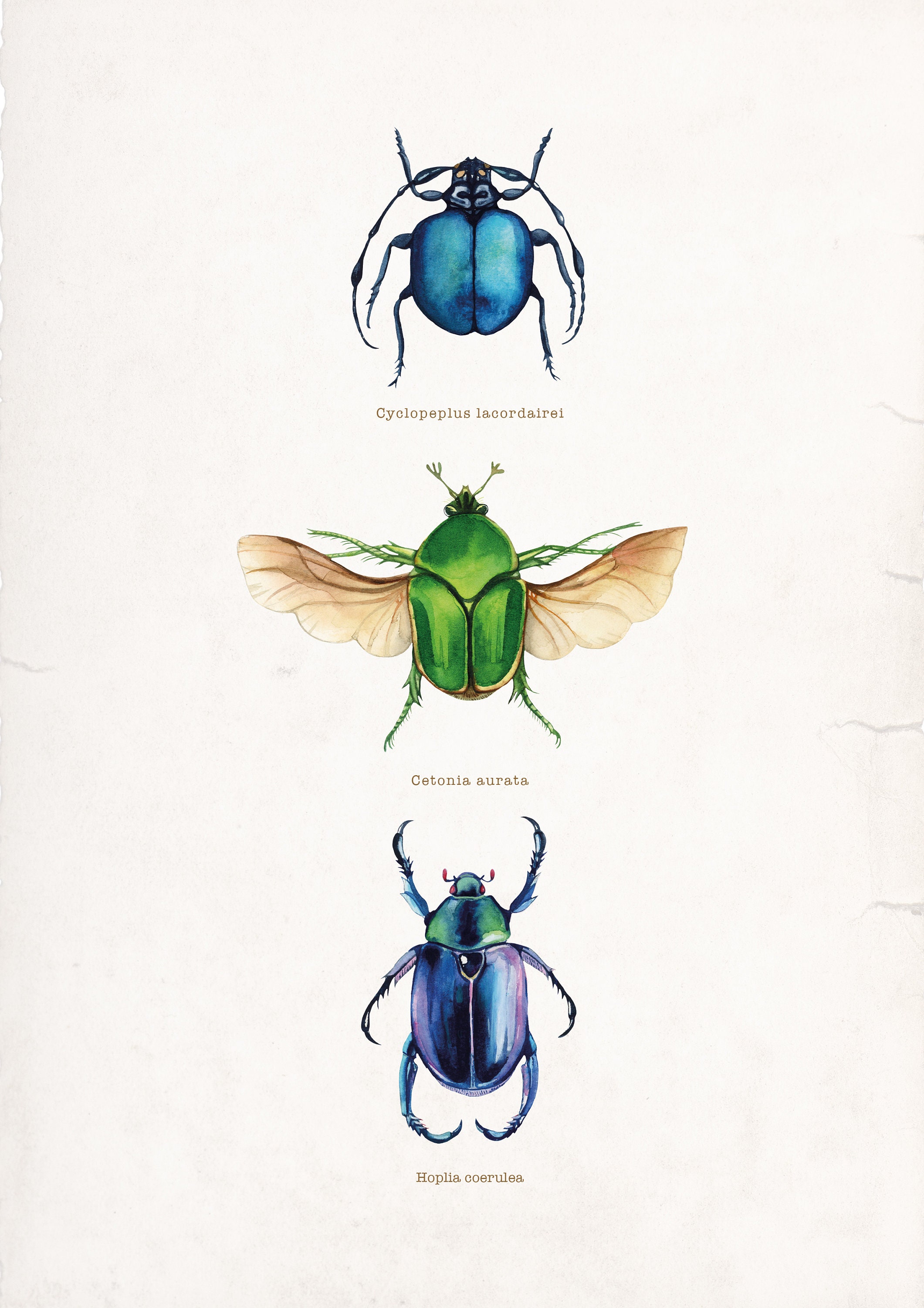 Vintage Beetles Illustration A4 Beetles Bugs Entomology - Etsy UK