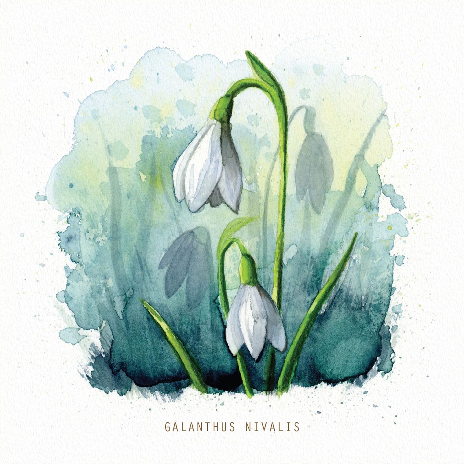 Snowdrop Flower Watercolour Print - Etsy UK