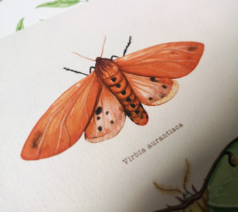 Moth Species Print, Watercolour Deaths-head Hawk-moth, Entomology ...