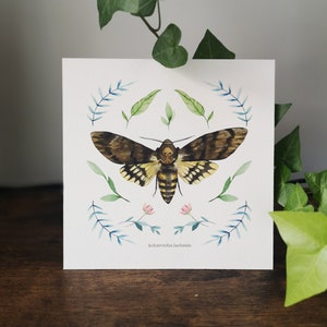 Moth Species Print, Watercolour Deaths-head Hawk-moth, Entomology ...
