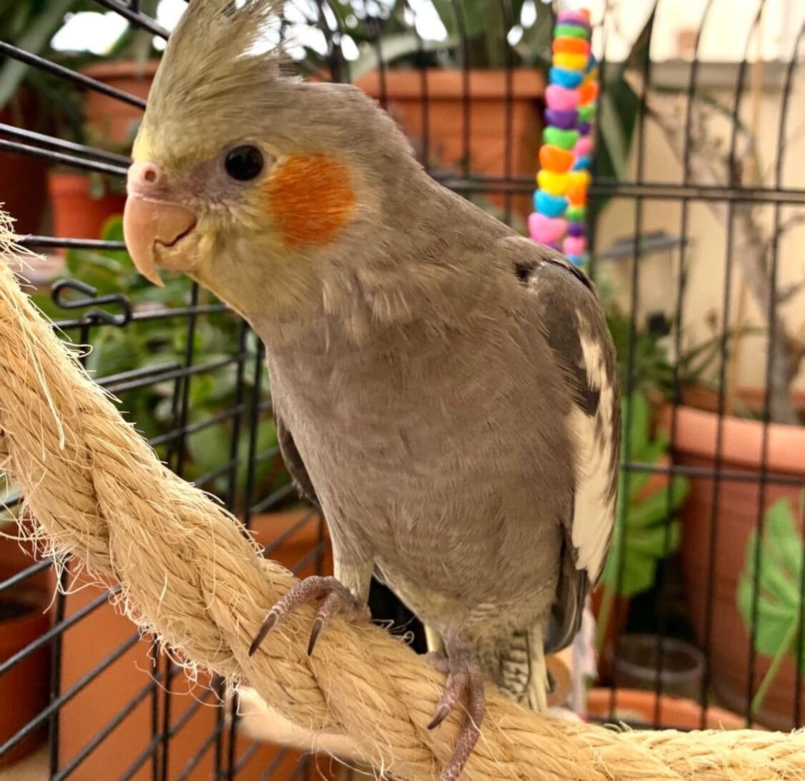 BEST PARROT PERCH High quality natural rope perch parrot | Etsy