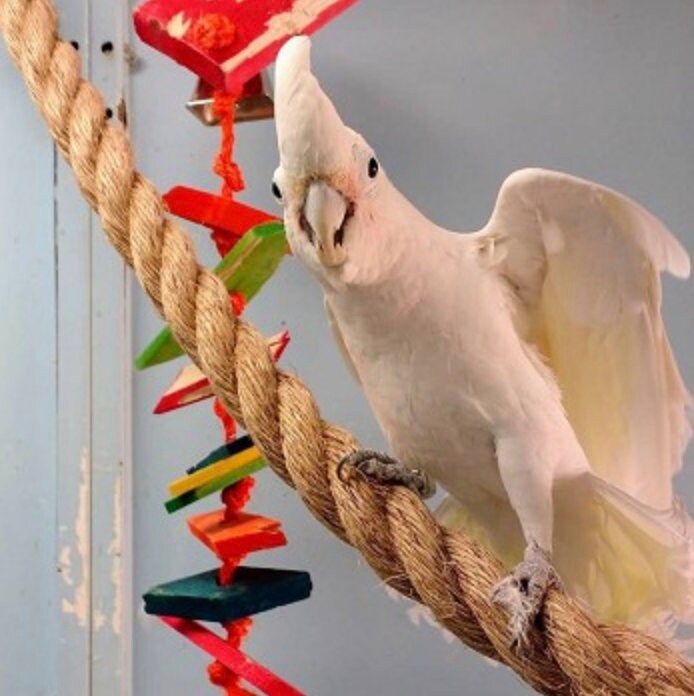 BEST PARROT PERCH! High Quality Natural Rope Perch Parrot Swing ...