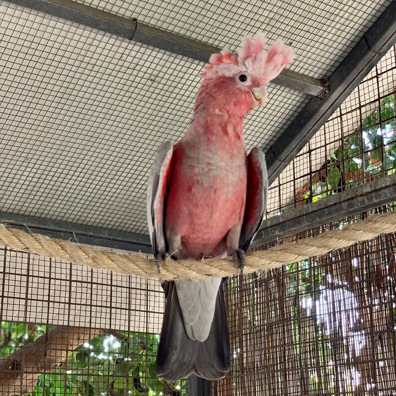 BEST PARROT PERCH High Quality Natural Rope Perch Parrot - Etsy