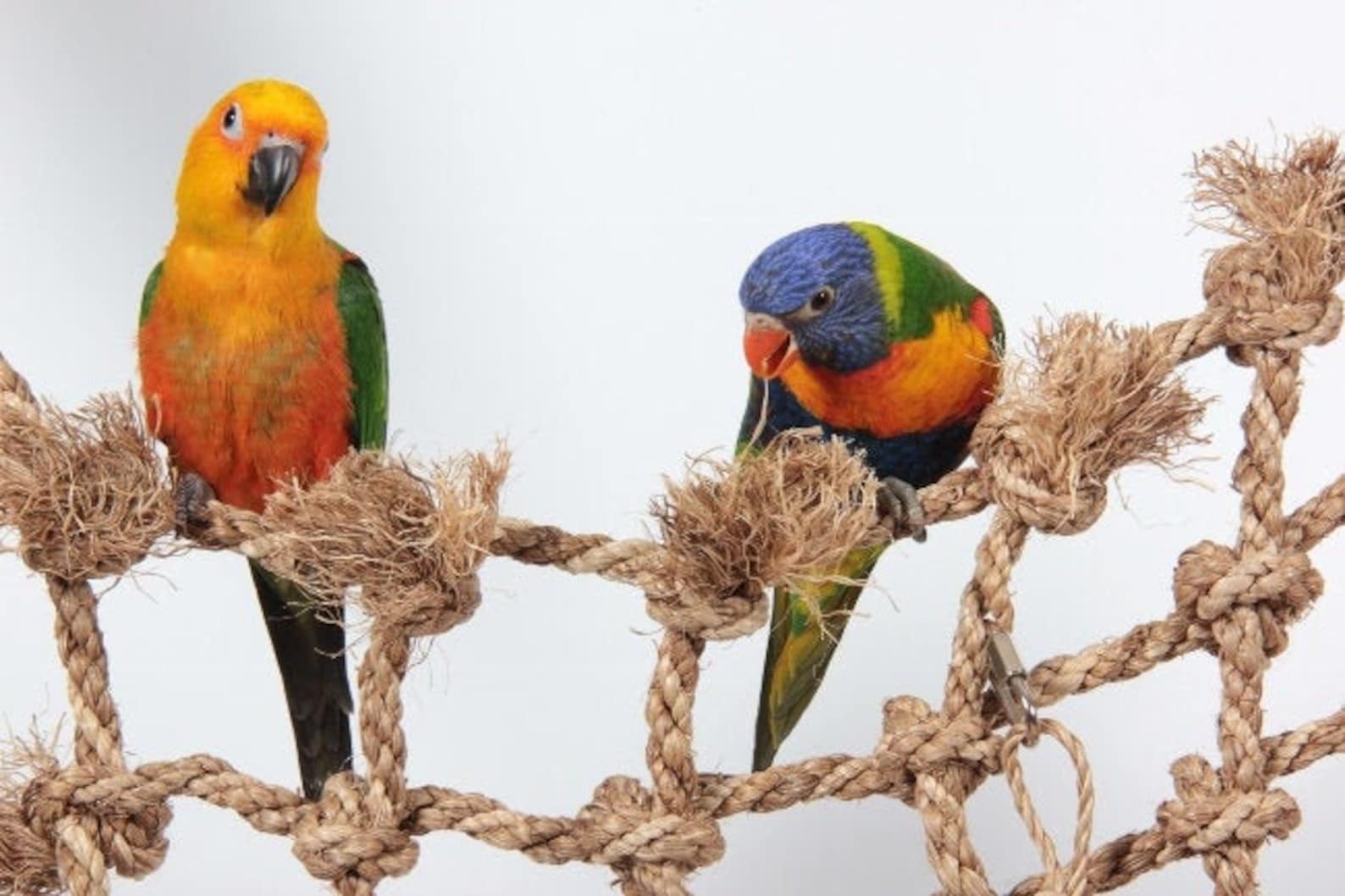 PARROT CLIMBING NET High Quality Natural Bird Perch Climbing Ladder Net ...