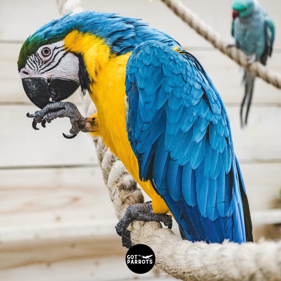 BEST PARROT PERCH! High Quality Natural Rope Perch Parrot Swing ...