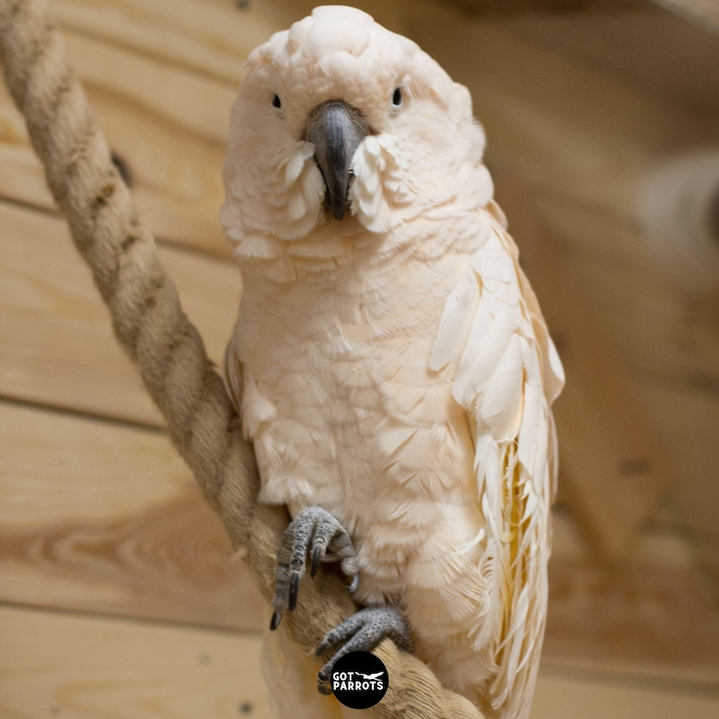 BEST PARROT PERCH! High Quality Natural Rope Perch Parrot Swing ...