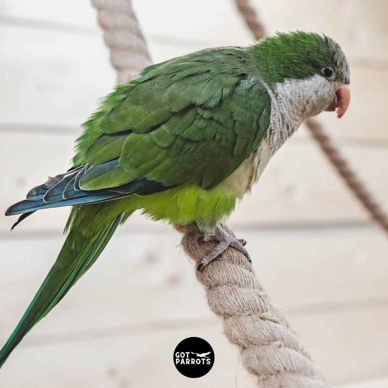 BEST PARROT PERCH! High Quality Natural Rope Perch Parrot Swing ...