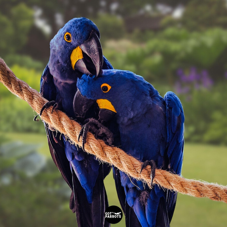 BEST PARROT PERCH! High Quality Natural Rope Perch Parrot Swing ...