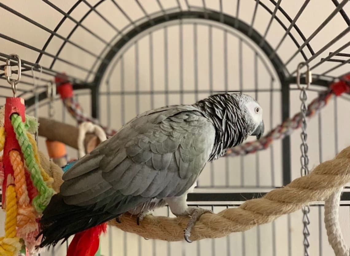 BEST PARROT PERCH High Quality Natural Rope Perch Parrot Swing Perfect ...