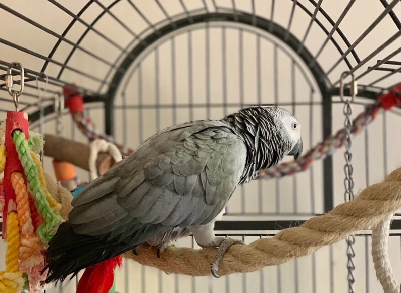 BEST PARROT PERCH High Quality Natural Rope Perch Parrot Swing Perfect ...