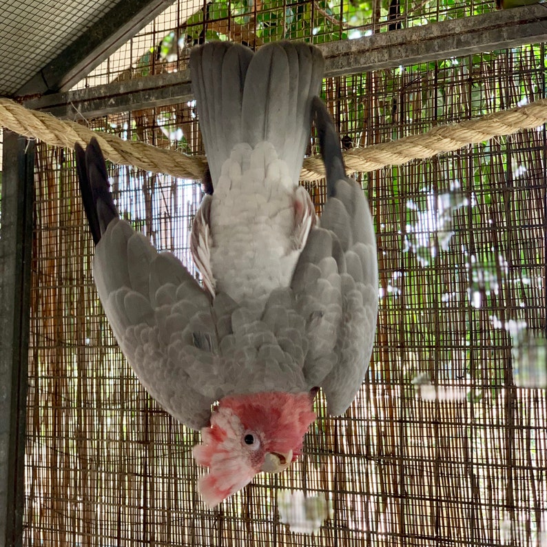 BEST PARROT PERCH High Quality Natural Rope Perch Parrot Swing Perfect ...