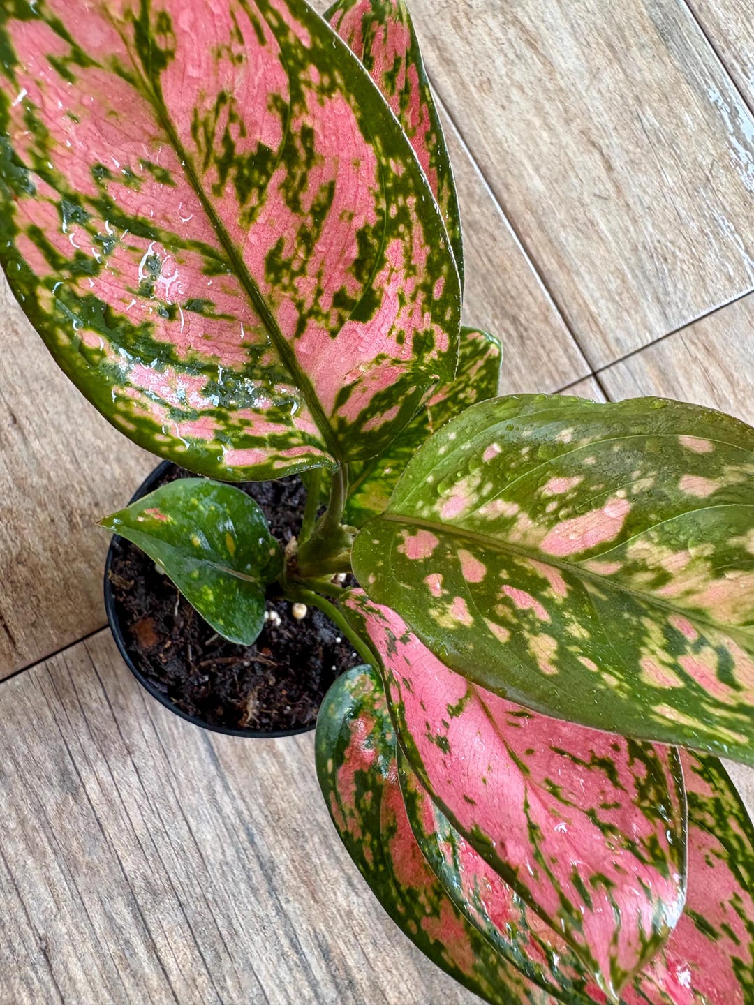 Aglaonema " Ruby Ray " Rare (4in) - Indoor Houseplant - Etsy