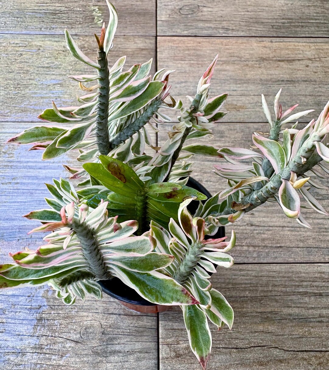 Variegated Euphorbia Tithymaloides " the Devil's Backbone " Rare (4in ...