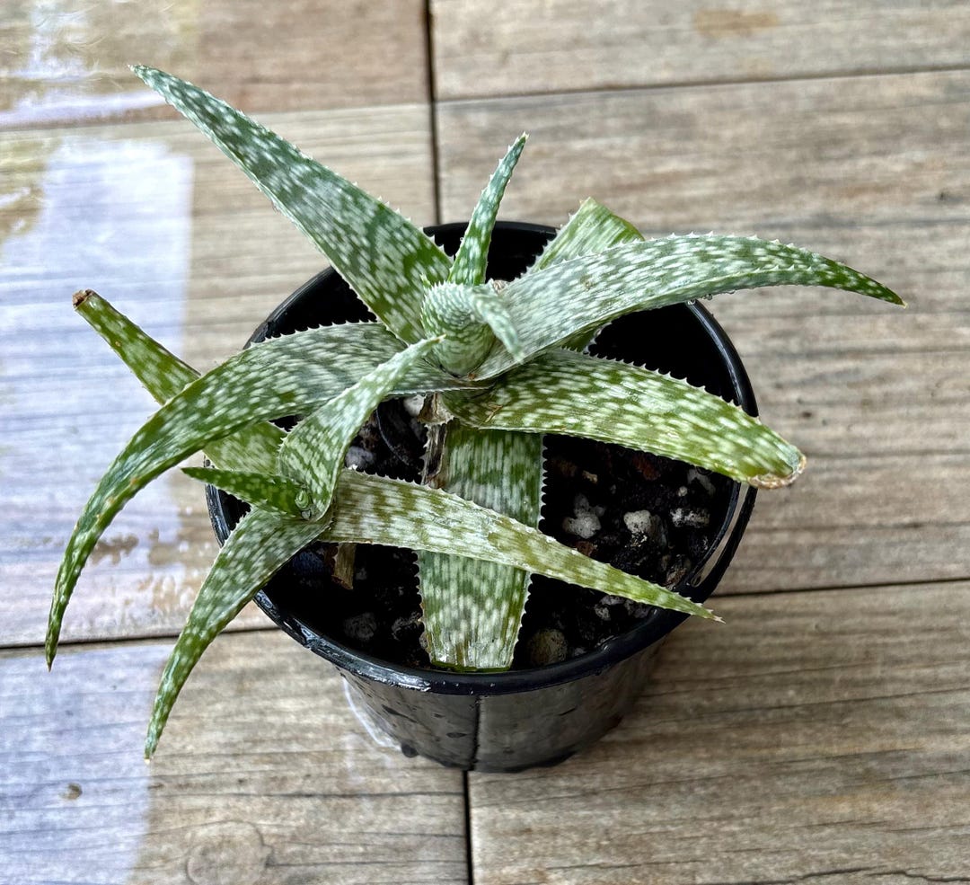 Aloe Vera Plant " Snowflake " (4in) - Indoor Houseplant - Etsy