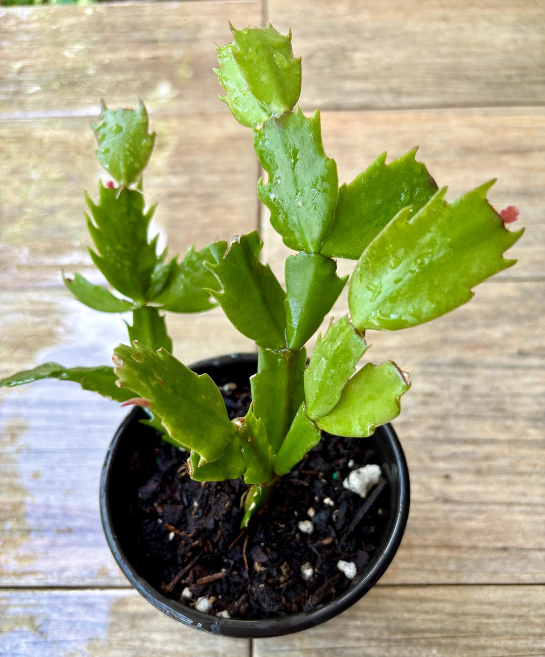 Schlumbergera " Christmas Cactus " (4in) - Indoor Houseplant - Etsy