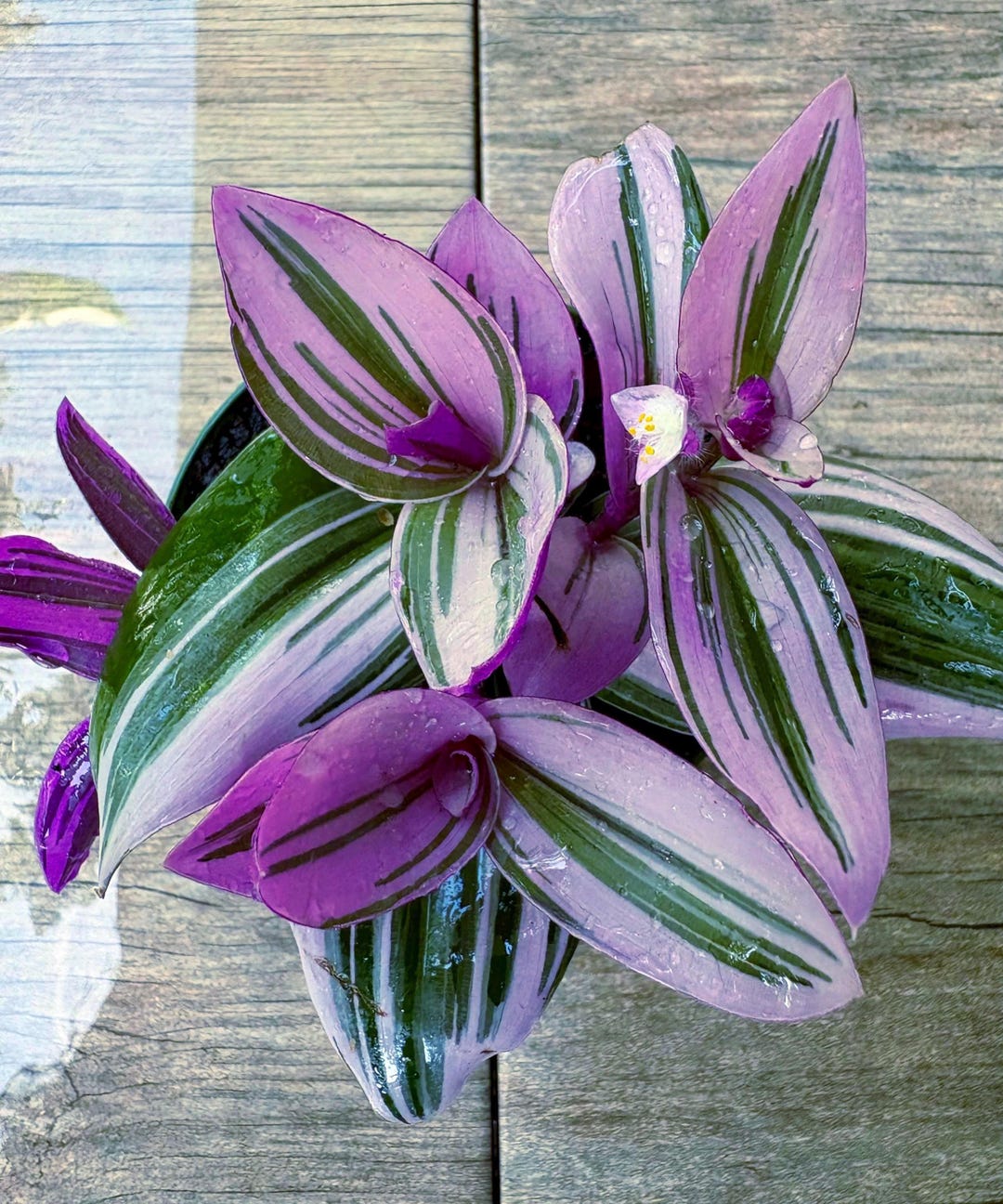 Variegated Tradescantia " Pink Nanouk " (4in) - Indoor Houseplant - Etsy
