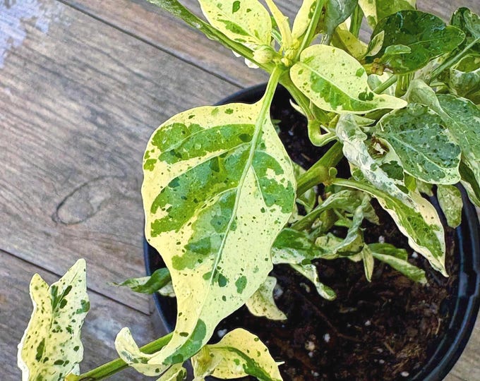 Capsicum Annuum " Candy Cane " Sweet Pepper (6in) - Indoor Houseplant ...