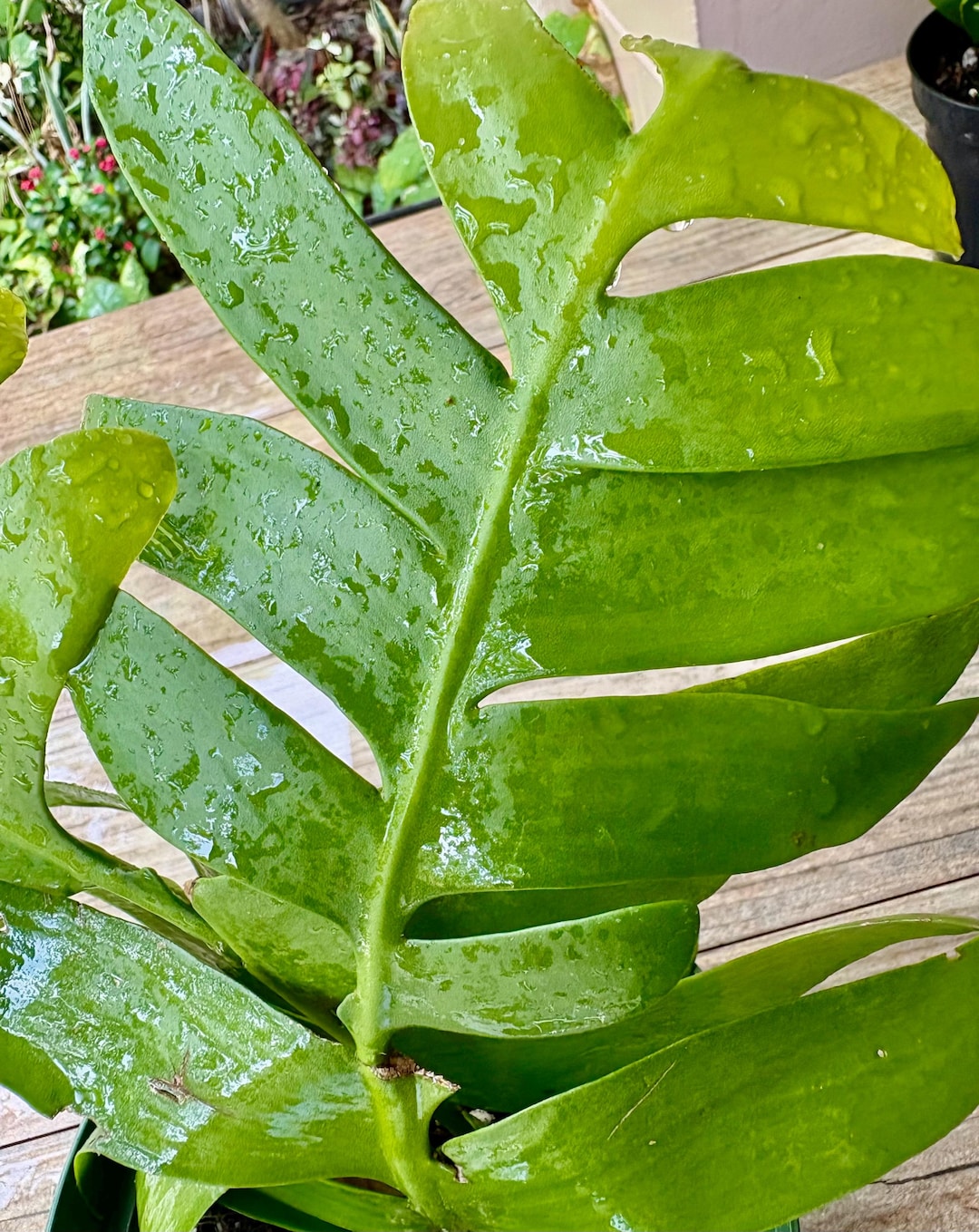 Selenicereus Chrysocardium " Shark Tooth Cactus " Rare (6in) - Indoor ...