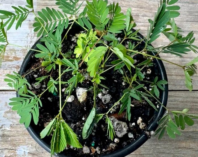 Mimosa Pudica " Touch Me Not Plant " Rare (4in) - Indoor Houseplant - Etsy
