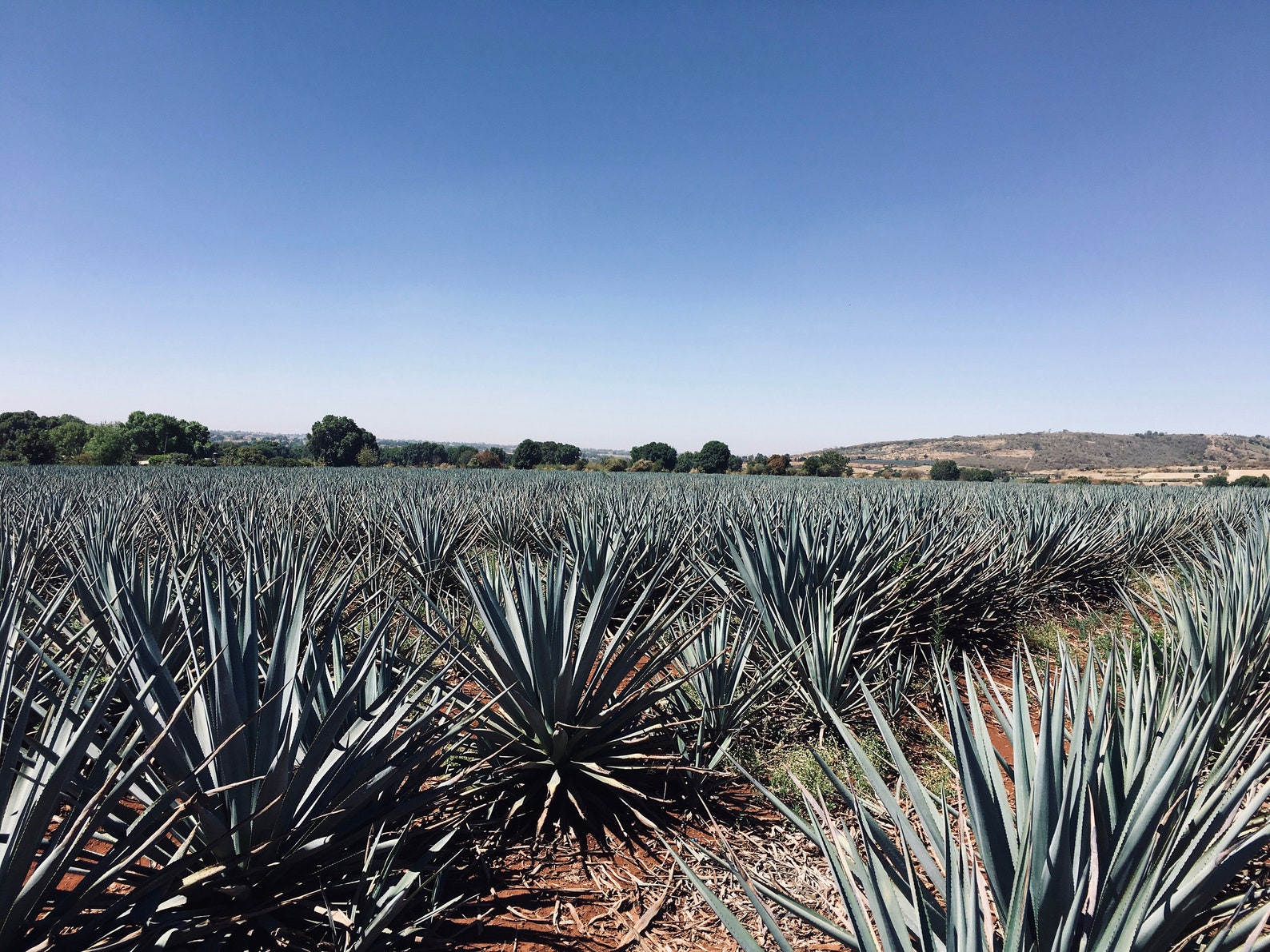 Hand Made Agave Fiber Woven Bag With Leather Strap (expandable) Size ...