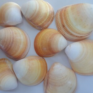 Giant Yellow Pacific Cardium Cockle Shells 4 1/4 - Etsy