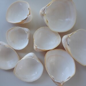 Giant Yellow Pacific Cardium Cockle Shells 4 1/4 - Etsy