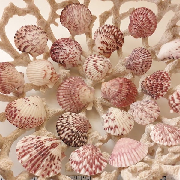 Calico Scallop Shell - Etsy
