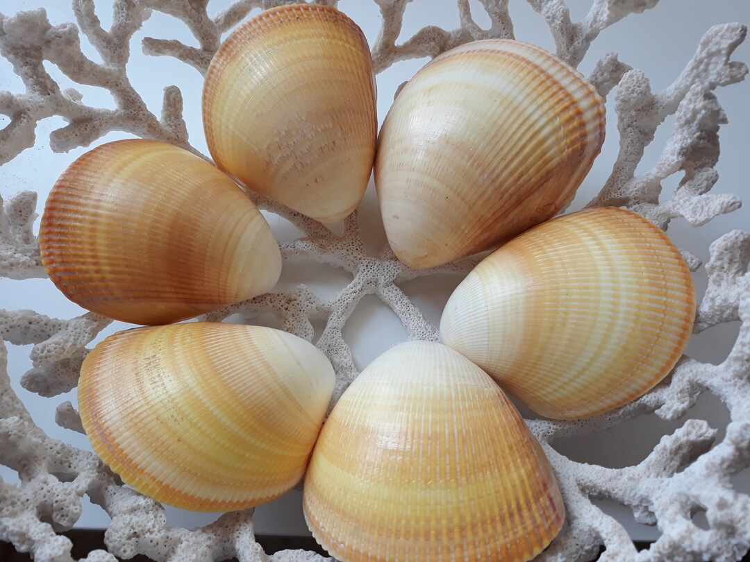 Giant Yellow Pacific Cardium Cockle Shells 4 1/4 - Etsy