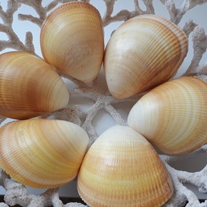 Giant Yellow Pacific Cardium Cockle Shells 4 1/4 - Etsy