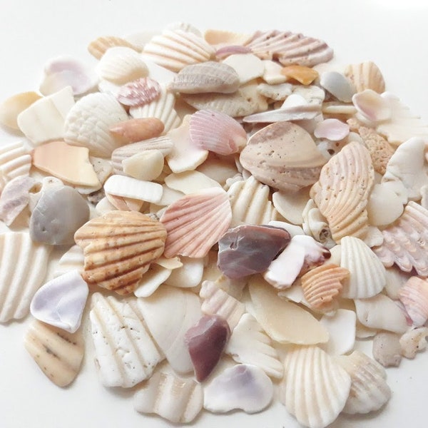 Sea Shell - Etsy