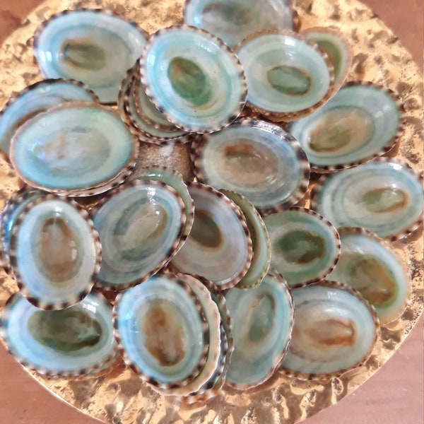 Turquoise Seashell - Etsy