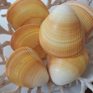 Giant Yellow Pacific Cardium Cockle Shells 4 1/4 - Etsy