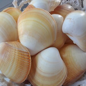 Giant Yellow Pacific Cardium Cockle Shells 4 1/4 - Etsy