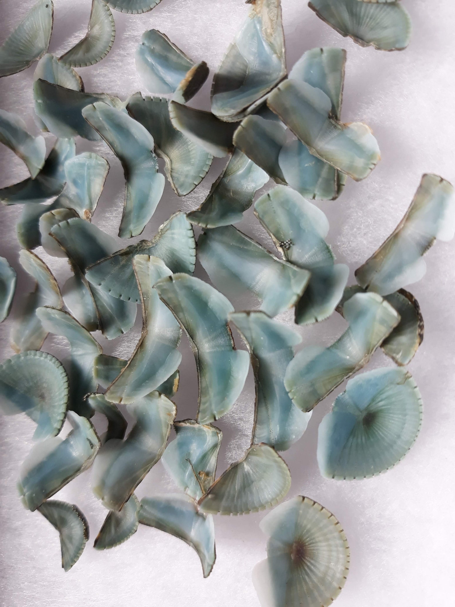 Blue Chiton Seashell 100 pc. Segments/Plates | Etsy