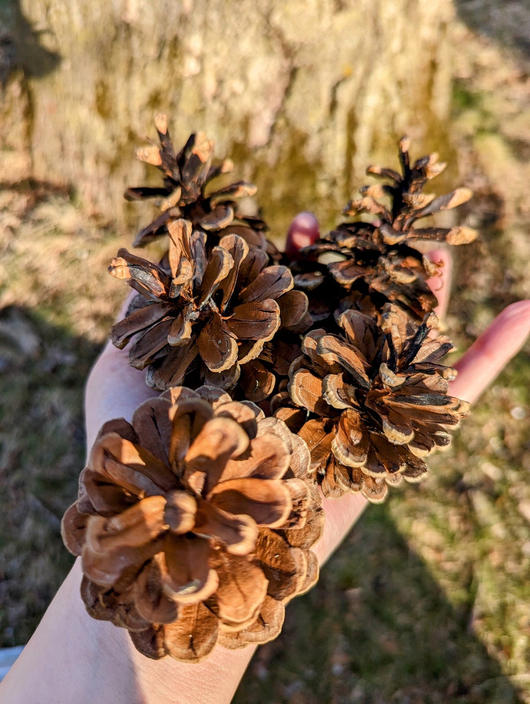 Michigan Pinecones - Craft & Witch Supplies White Pine Red Pine Misc ...