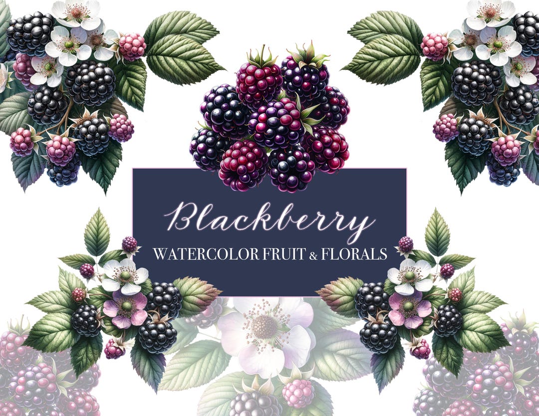 Blackberry Watercolor Fruit and Florals Clipart, Pngs, 300DPI, Ready to ...