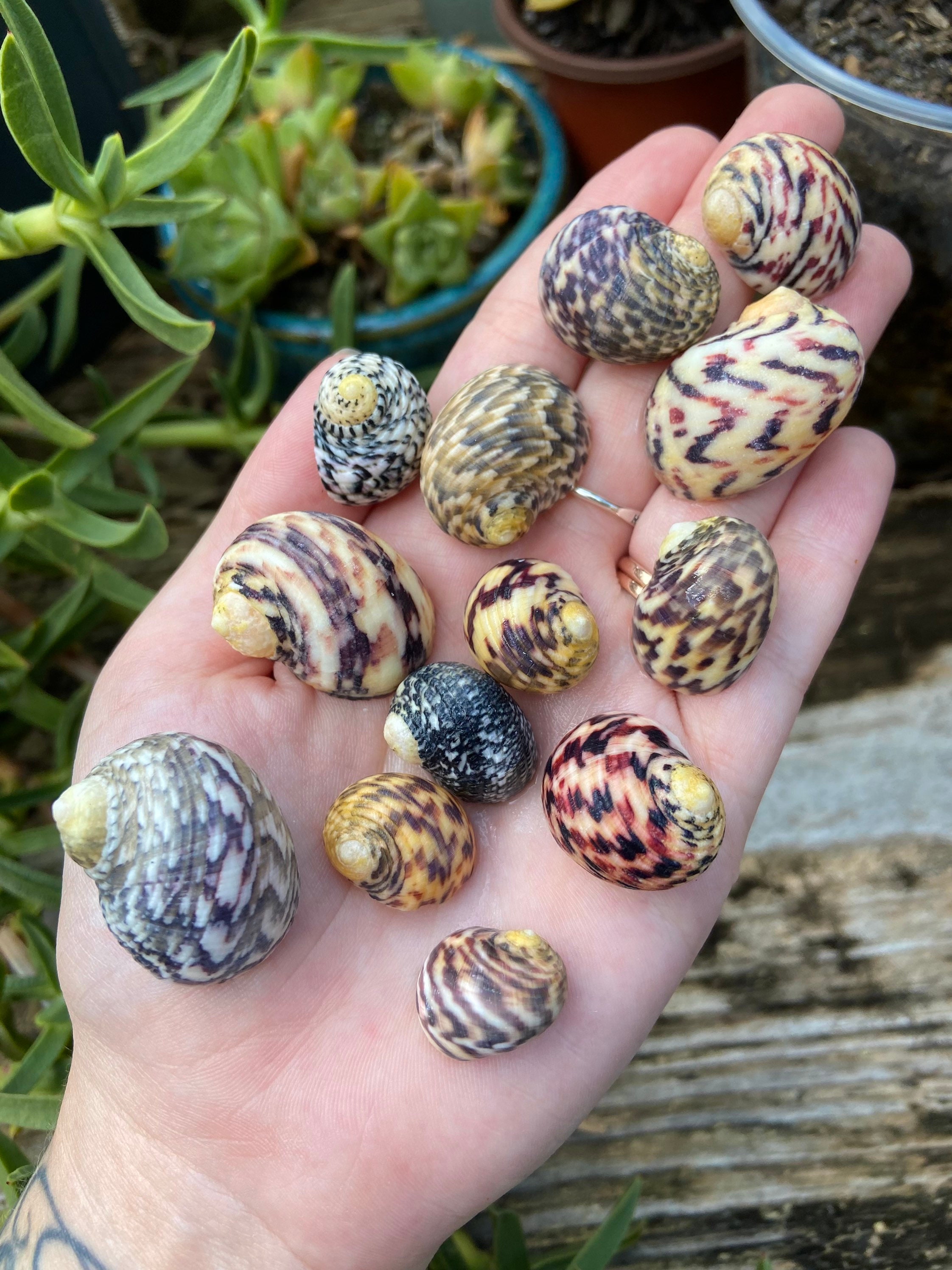 10 Bleeding Tooth Nerites Shells | Etsy