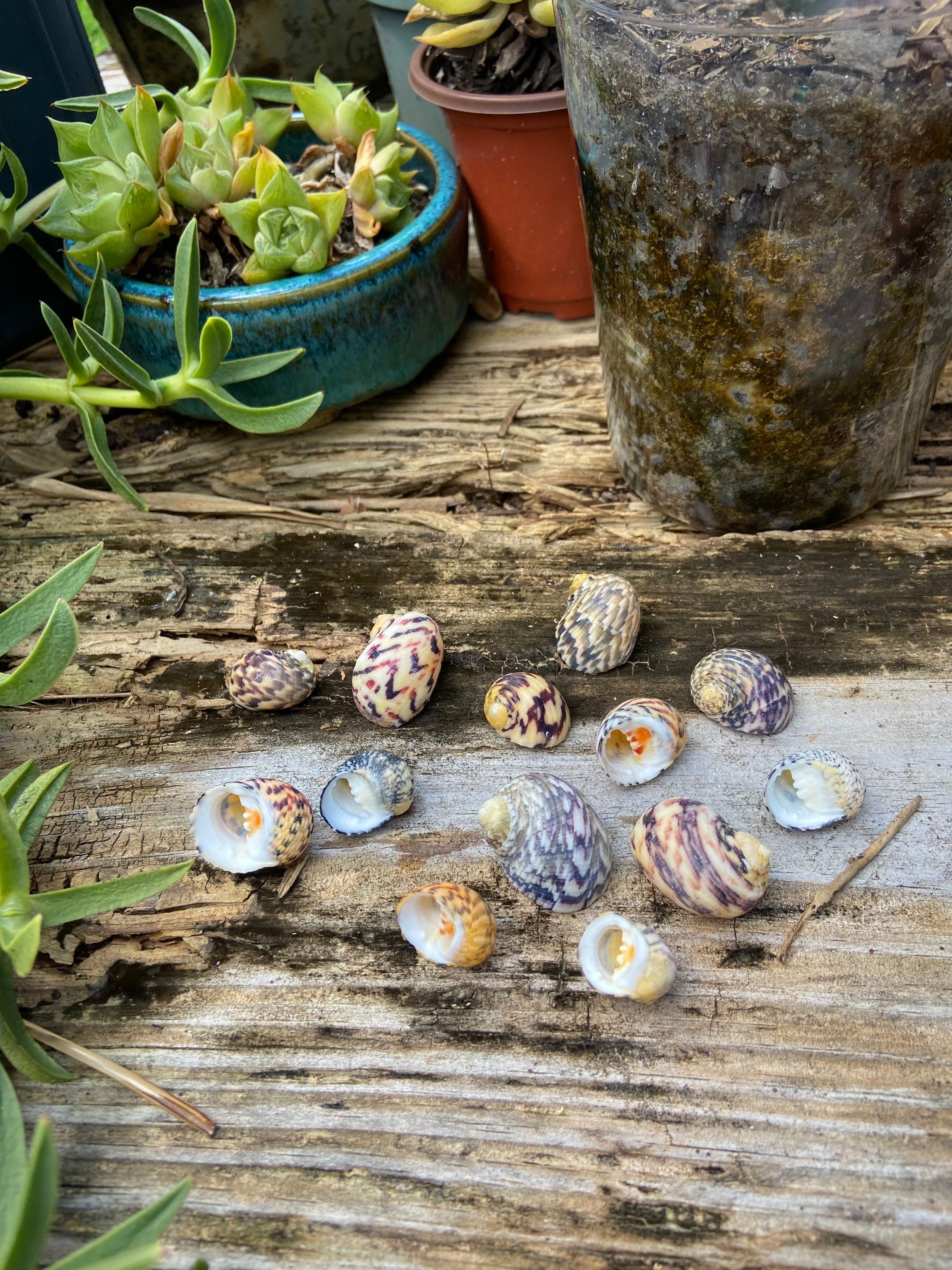 10 Bleeding Tooth Nerites Shells | Etsy