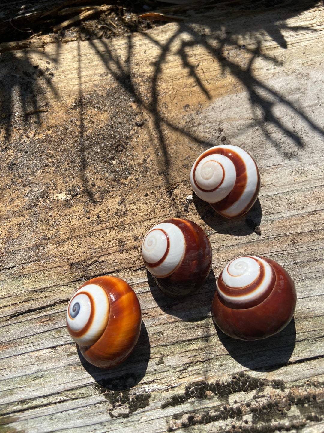 5 Chocolate Striped Land Snail Shells - Etsy