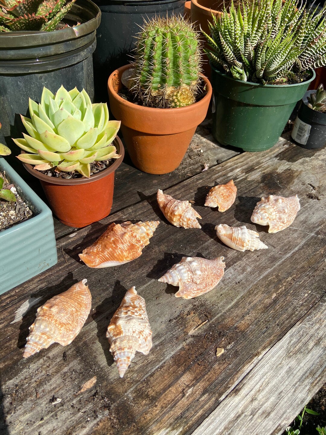 5 Diana Conch Shells - Etsy