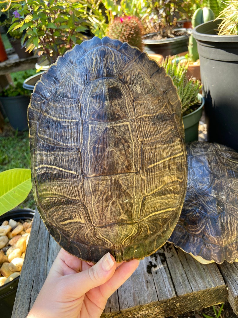 Large Red Eared Slider Turtle Shell Etsy