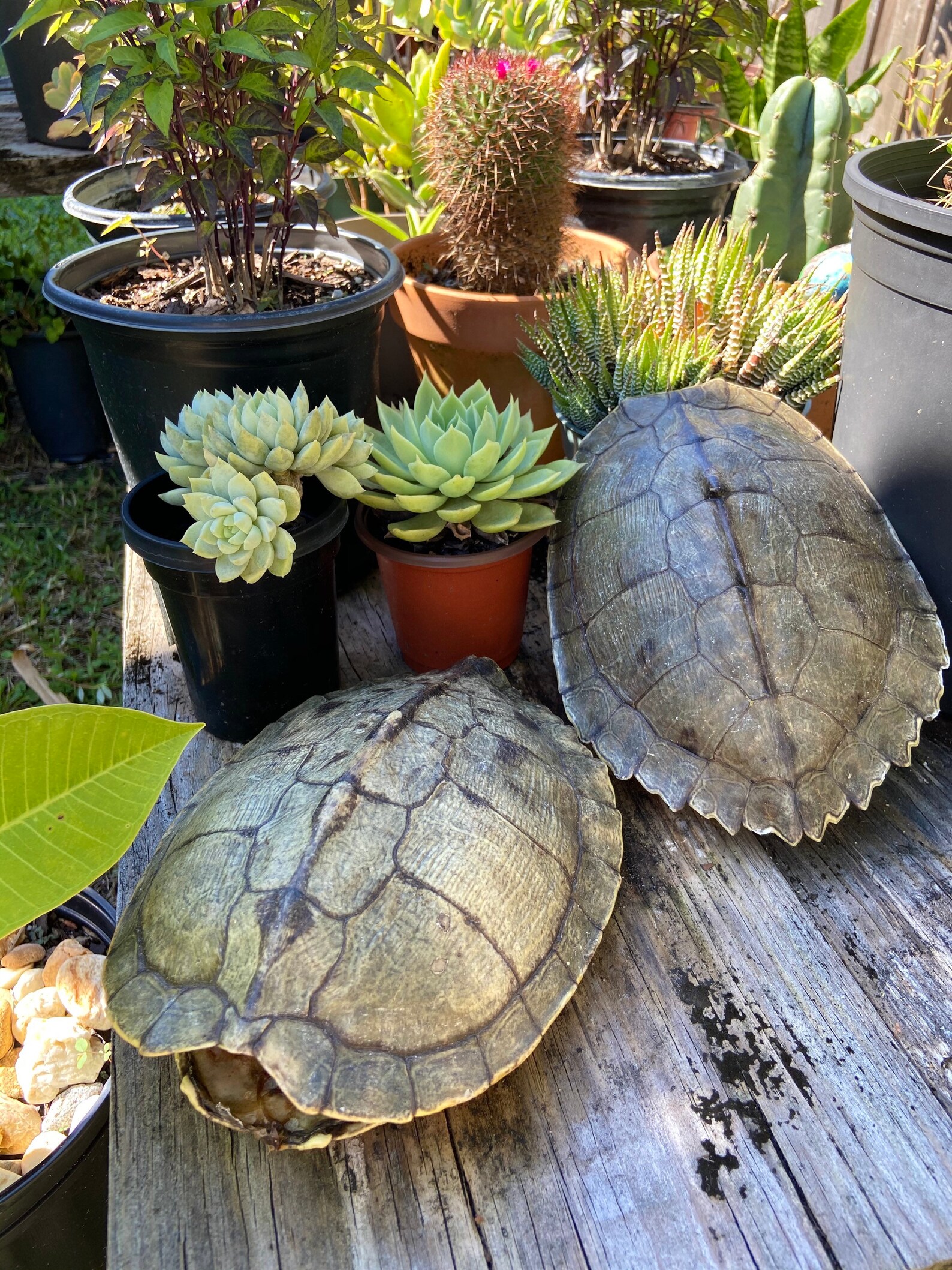 Large Map Turtle Shell | Etsy