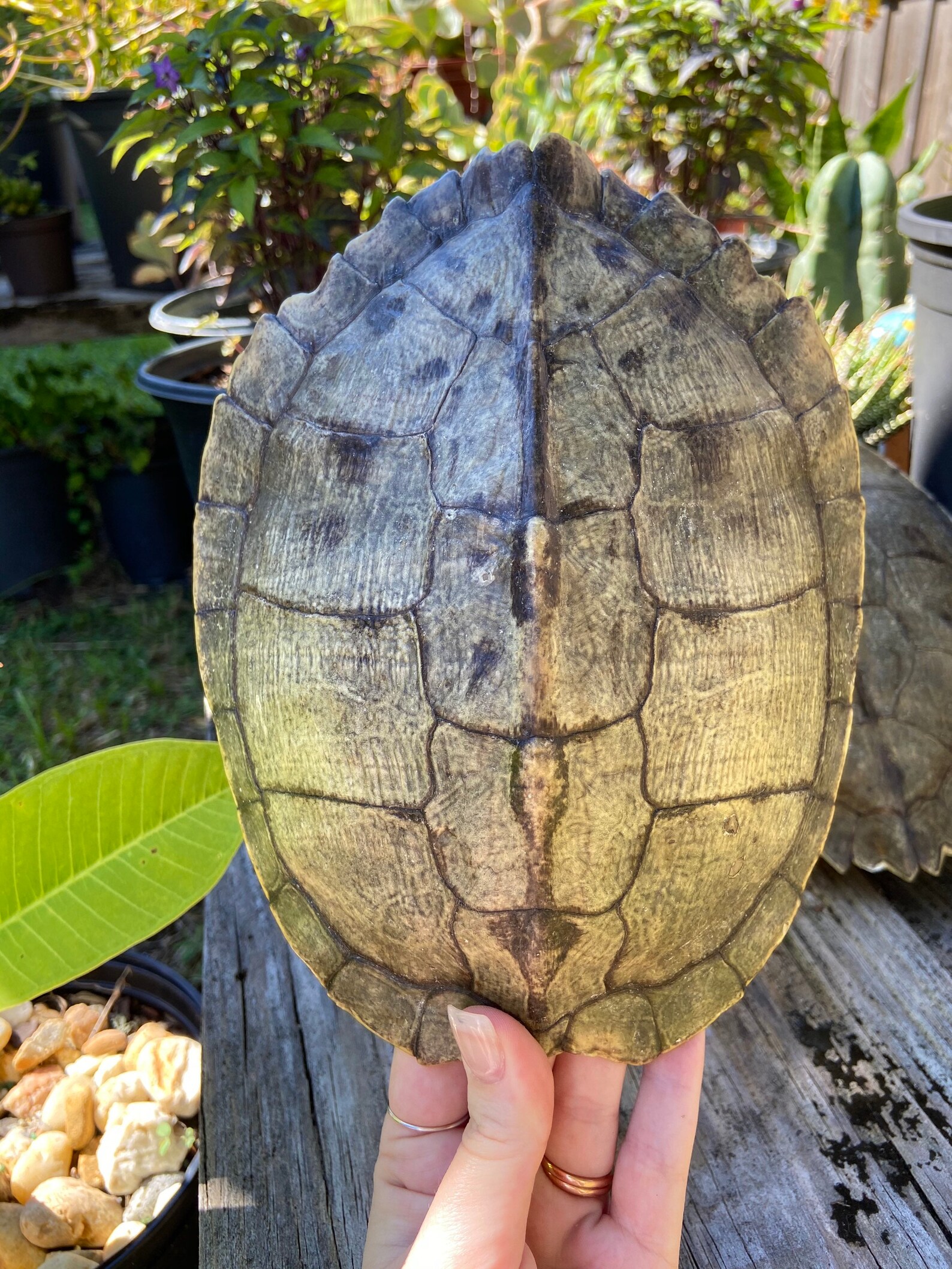 Large Map Turtle Shell | Etsy