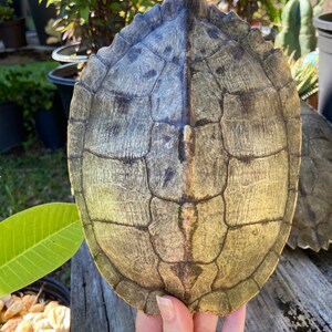 Large Map Turtle Shell | Etsy