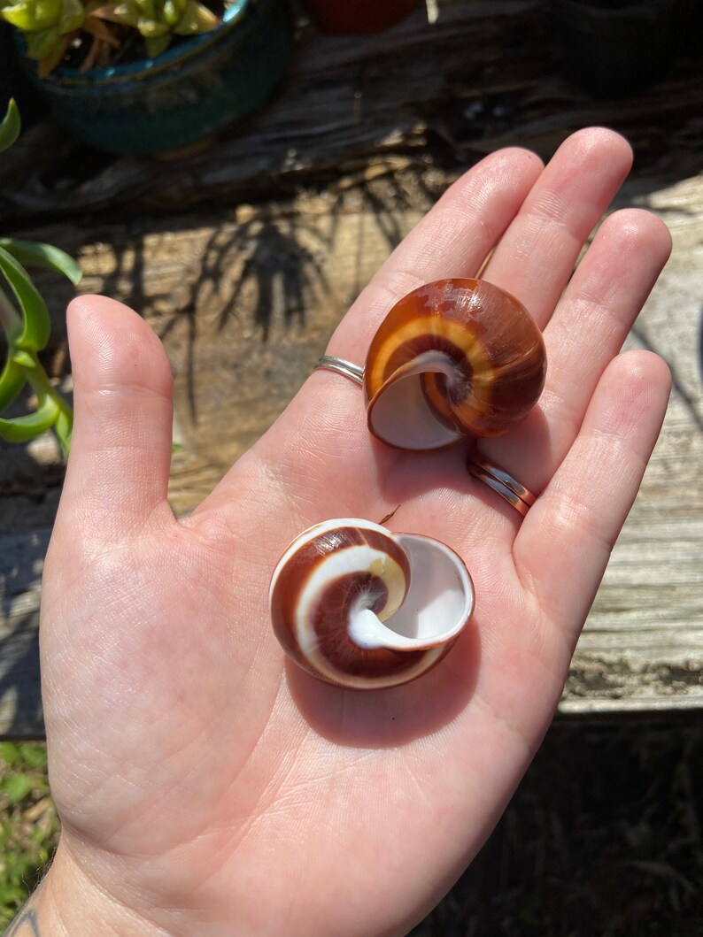 5 Chocolate Striped Land Snail Shells - Etsy