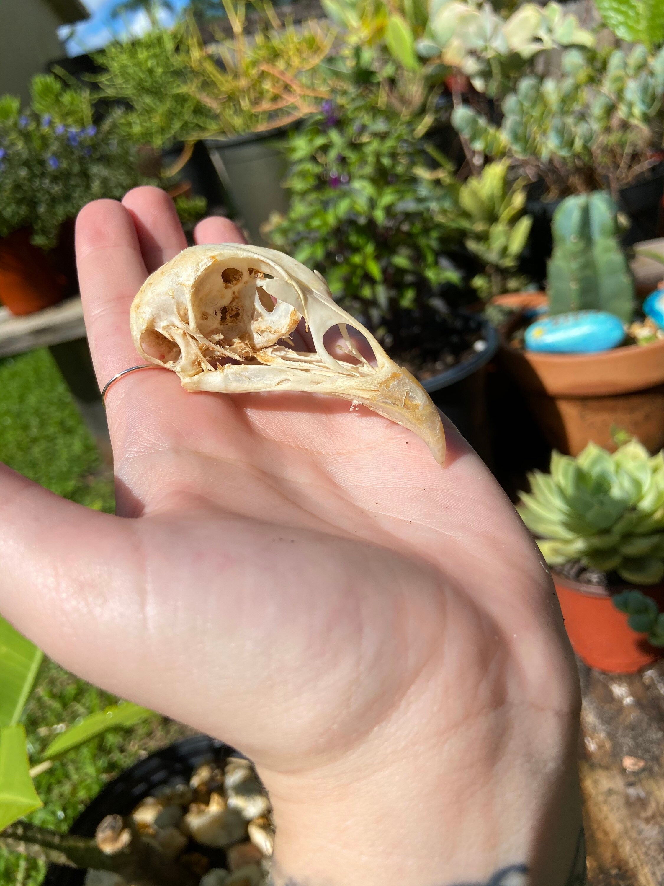 Pheasant Skull | Etsy