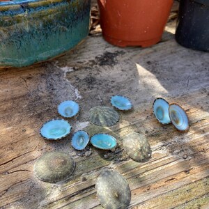 10 Blue Limpets - Etsy