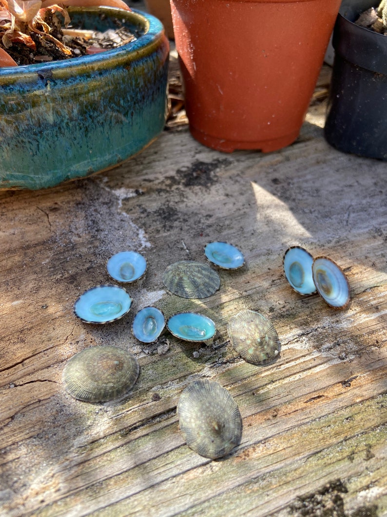 10 Blue Limpets - Etsy