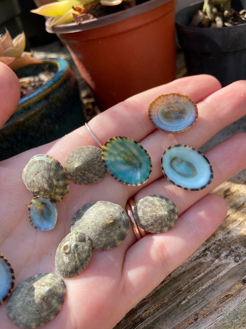 10 Blue Limpets - Etsy